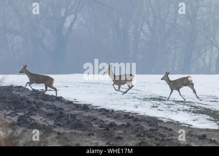 Rehe Herde in einem Feld bei Schneefall Stockfoto, Bild: 173748477 - Alamy