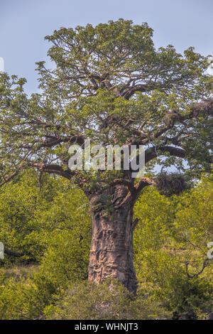Baobab (Affenbrotbäume Digitata). Masai Mara, Kenia, Afrika ...