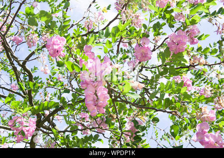 Borstige Heuschrecke, Rosenakazie oder Moosheuschrecke, Borstige ...