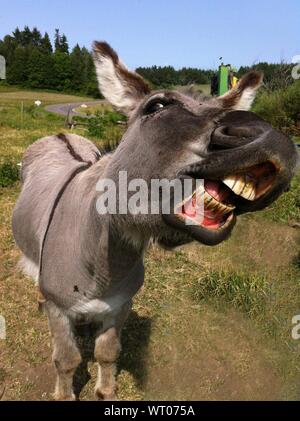 Nahaufnahme von einem Esel s Mund und Zähne Stockfoto, Bild: 9228543 ...