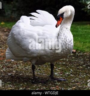 Weißer Schwan auf Rasen Ufer stehend Stockfotografie - Alamy