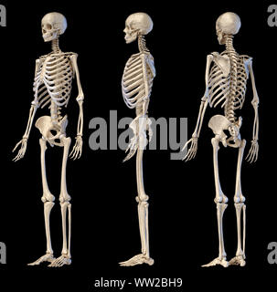 Die menschliche Anatomie full body männlichen Skelett. Drei Ansichten ...
