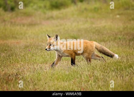 Rotfuchs tanzte und spielte auf den Feldern und suchte nach dem ...