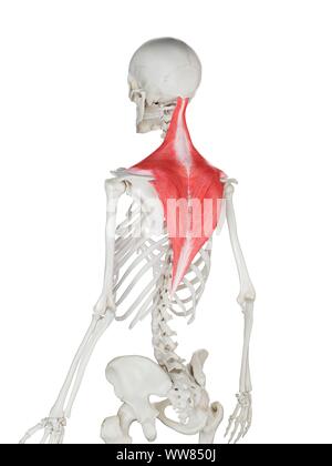 Trapezius Muskel Kunstwerk Stockfoto, Bild: 47692738 - Alamy