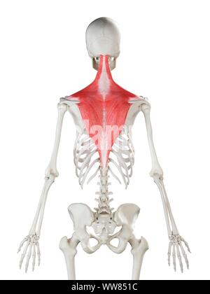 Trapezius Muskel Kunstwerk Stockfoto, Bild: 47692738 - Alamy