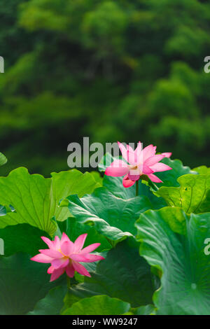 Lotus flowers are in full bloom at Kikouji Temple in Nara, Nara ...