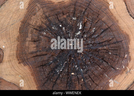 Termiten, die durch Tunnel und essen Holz, Holz mit termiten Schäden ...