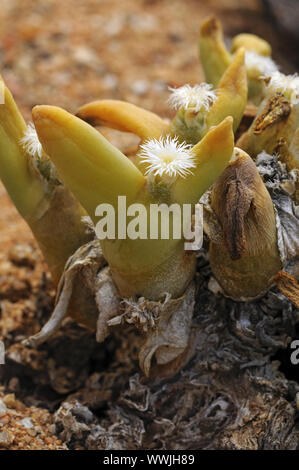 Dactolypsis Digitatus, Phyllobolus Digitatus, Mittagsblumengewächsen ...