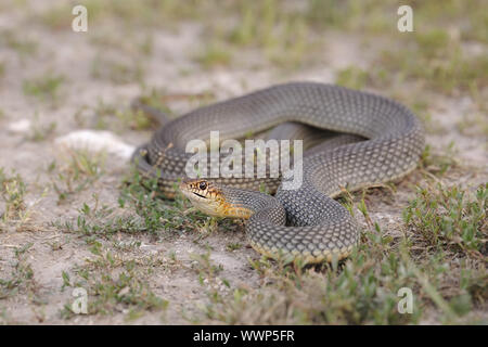Kaspische Pfeilnatter, Kaspische Springnatter, Coluber Caspius ...