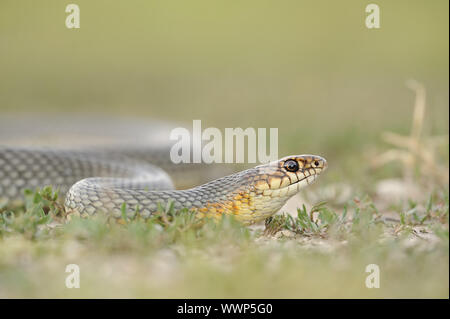 Kaspische Pfeilnatter, Kaspische Springnatter, Coluber Caspius ...