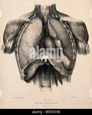 Lymphatischen Systems Thorax zeichnen Stockfotografie - Alamy