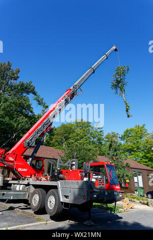 Ein riesiger Kran entfernen von Teilen eines großen Kranken elm in ...