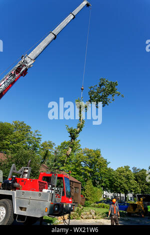 Ein riesiger Kran entfernen von Teilen eines großen Kranken elm in ...