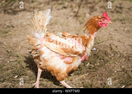 Ein gerupftes Huhn Stockfotografie - Alamy