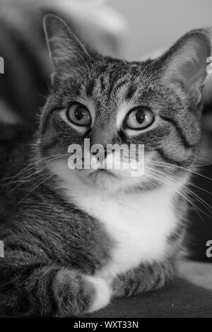 Katzen in Schwarz und Weiß Lilah Stockfotografie - Alamy