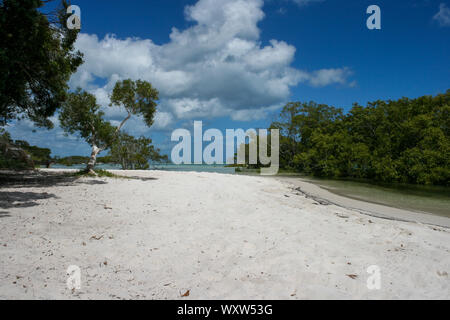 East Coast Strand mit Mangroven auf Fraser Island, Queensland ...