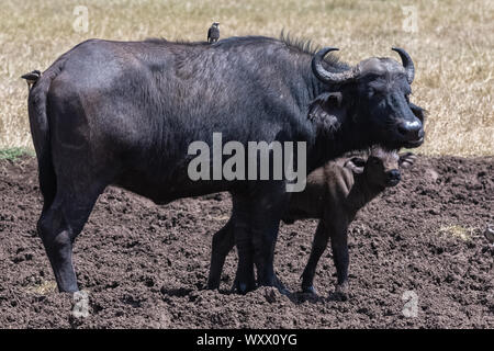 Büffel, der Mutter und ihrem Baby in Tansania, mit Vögeln, Parasiten ...
