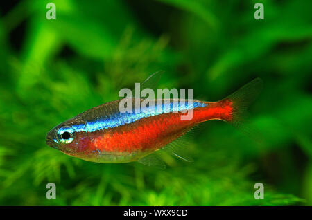 Kardinal Tetra (Paracheirodon Axelrodi, Cheirodon Axelrodi ...