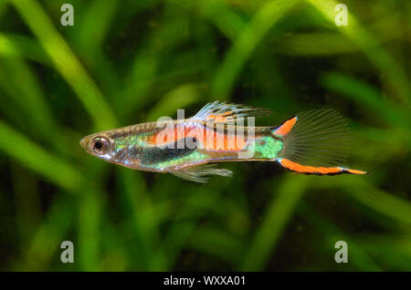 Der Endler Guppy (Poecilia Wingei) männlich 'Red Tiger' Stockfotografie ...