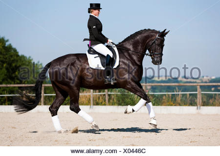 Frau in formalen Dressur Kleid mit Reitgerte in der Hand Stockfoto ...