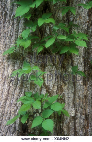 Poison Ivy (Rhus Radicans) ranken Baumstamm klettern. Great Smoky ...