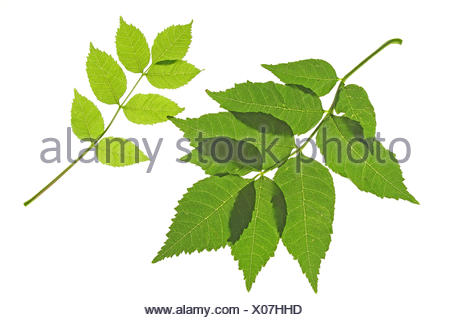 Gemeine Esche, Gewöhnliche Esche, Fraxinus Excelsior, gemeine Esche ...