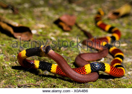 Costa Rica Coral Snake (Micrurus mosquitensis), Costa Rica ...