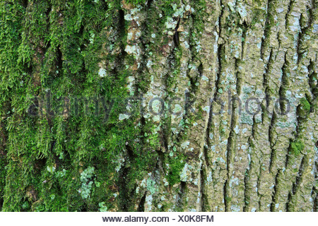 Ahorn-Baumstamm Rinde bedeckte Detail Hintergrund Makro Moos ...