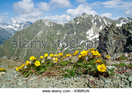 3000, Alpenblumen, Berg Blume, Berge, Bergfrühling, Blume, Blüte ...