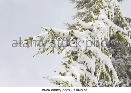 Schneebedeckte Tanne im Winter, Schweden Stockfotografie - Alamy
