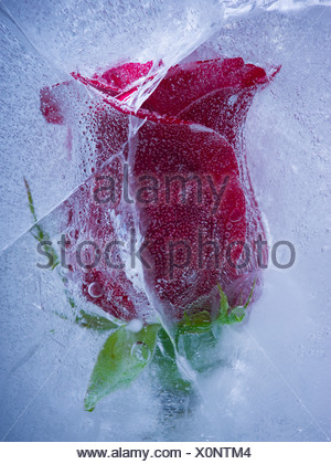 Red Rose in Eis eingefroren Stockfoto, Bild: 26525412 - Alamy