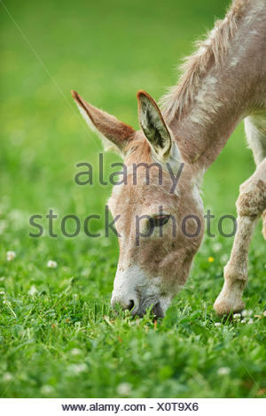 Nahaufnahme von einem Eselskopf im Hochformat Stockfoto, Bild: 28757507 ...