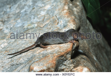 Etruskische Spitzmaus (Suncus Etruscus), eines der kleinsten Säugetiere ...