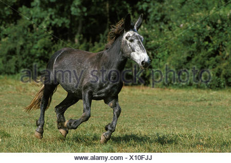 Maultier, Kreuzung von männlichen Esel und weibliches Pferd, Erwachsene ...