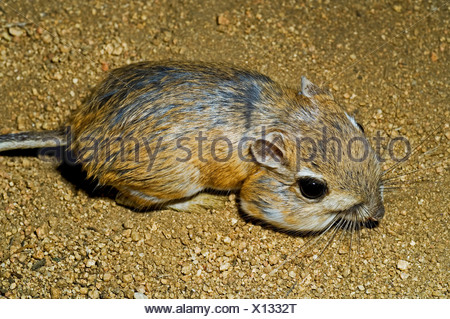 Eine wüste Känguru Ratte Stockfoto, Bild: 182971518 - Alamy