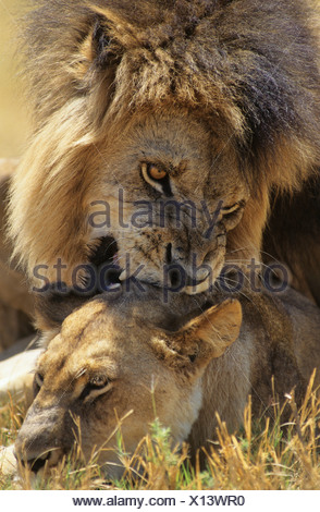 Nahaufnahme eines männlichen Löwen beißen des Weibchens Hals nach der ...