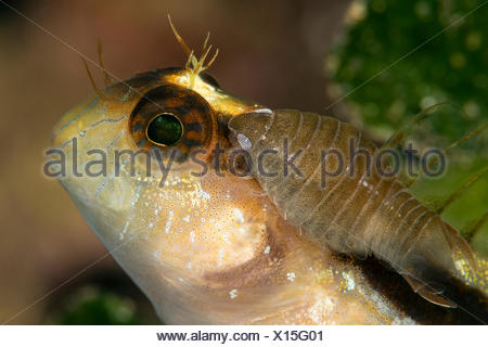 Fisch-Parasit auf gestreifter Blenny, Anilocra Physodes, Blennius Rouxi ...