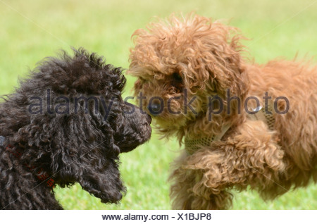 Zwei junge Pudel Stockfoto, Bild: 166731675 - Alamy