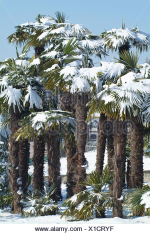 Winter-Palmen chinesische Hanf Palme Baum Palm Tree Snow Trachycarpus ...