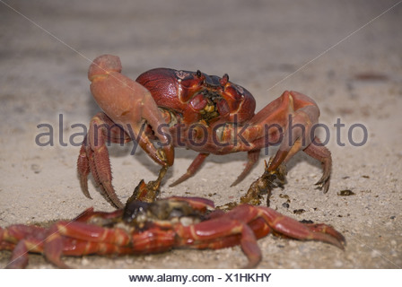 Straße rote Krabben Krustentier Krallen Gecarcoidea Natalis Christmas ...