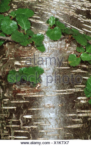 Antarktis südliche Buche Rinde Stockfotografie - Alamy