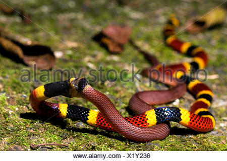 Costa Rica Coral Snake (Micrurus mosquitensis), Costa Rica ...