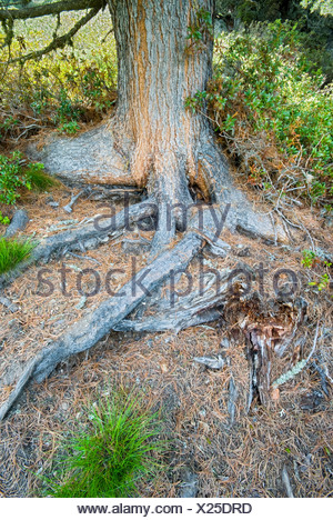 Pinus Cembra, Wurzel, Kiefer, Zirbe, Arolla Kiefer, Zirbe, Baum ...