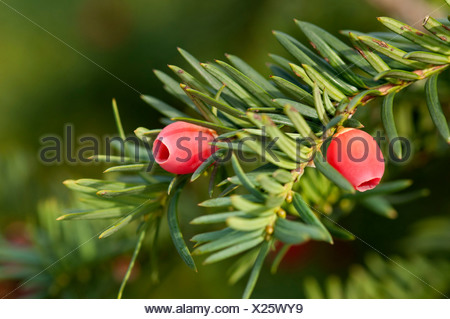 Europäische Eibe (Taxus Baccata Stockfoto, Bild: 124450231 - Alamy