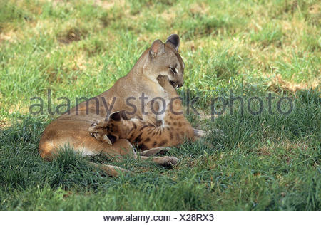Puma, Puma Concolor, Weibchen mit Jungtier, leckte seine Pfote ...