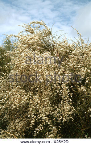 Genista Monosperma, weiße Ginster auf Stielen vor einem weißen ...
