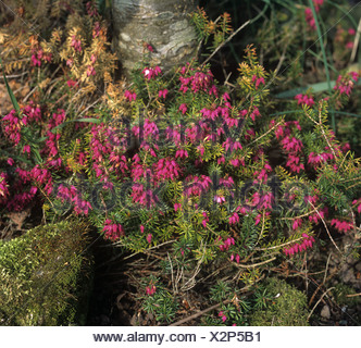 Gelb blühende Heide Pflanze in Irland Stockfoto, Bild: 62657732 - Alamy