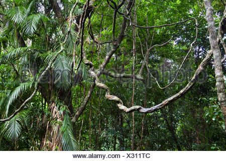 Bäume und Lianen im Regenwald. Dschungel-Hintergrund Stockfoto, Bild ...