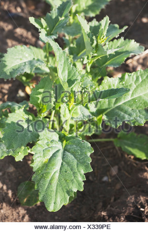 Nahaufnahme des jungen Raps Pflanze, Alberta, Kanada Stockfoto, Bild ...