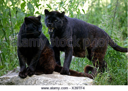 BLACK PANTHER Panthera Pardus, paar Paarung Stockfoto, Bild: 111617125 ...